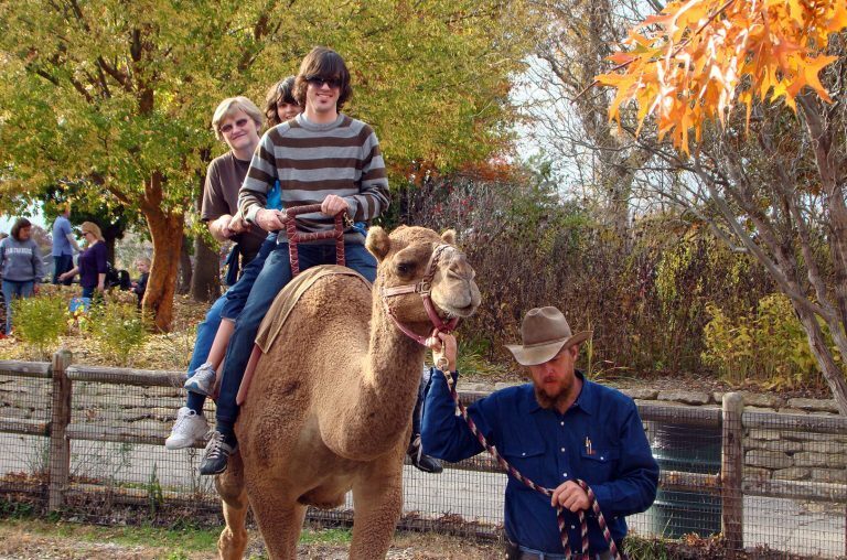 Far from fenced-in city life: Rural Missouri camel rancher takes a ...
