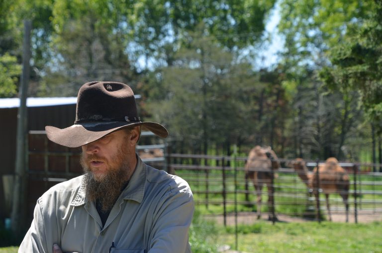 Far from fenced-in city life: Rural Missouri camel rancher takes a ...