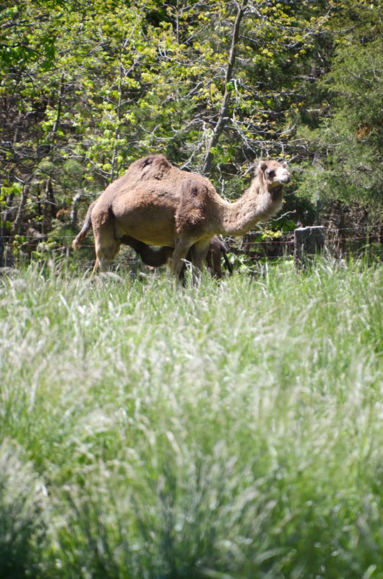 Far from fenced-in city life: Rural Missouri camel rancher takes a ...