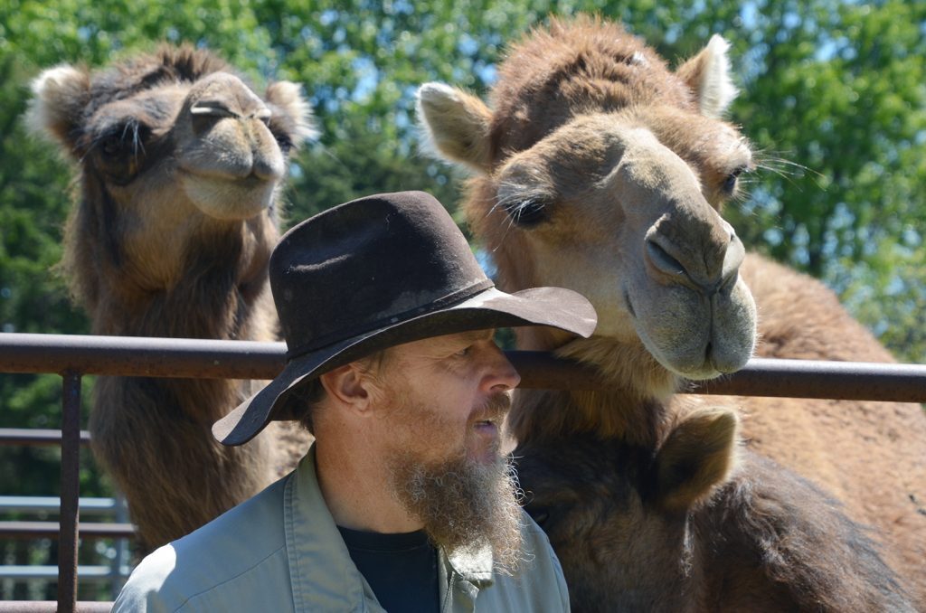 Far from fenced-in city life: Rural Missouri camel rancher takes a ...