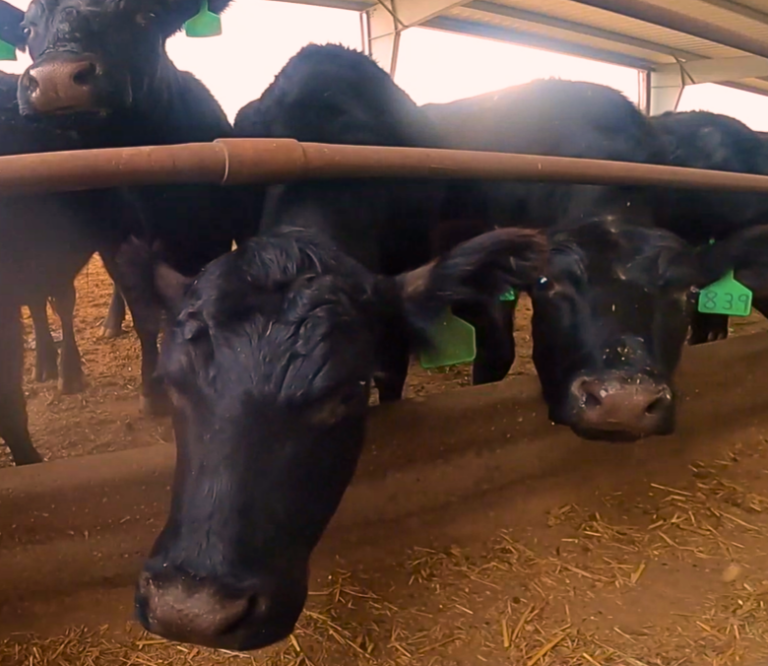 Study with USDA researchers affirms startup’s AI-powered facial ...