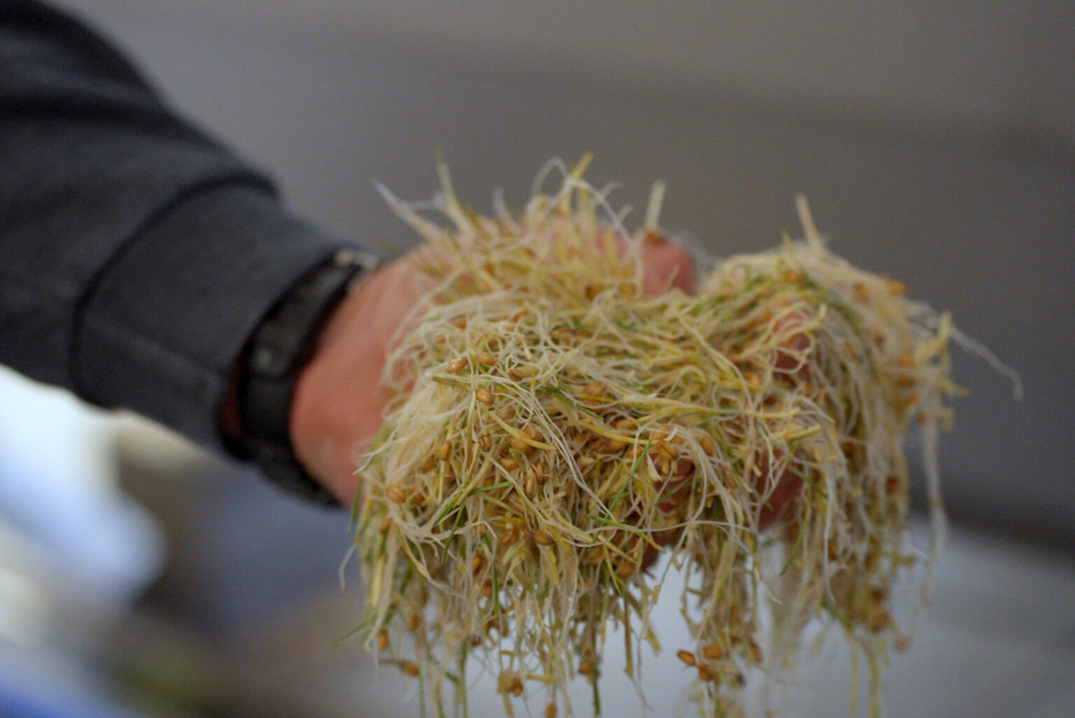 Kansas company beefs up natural qualities of meat, tallow with tech ...